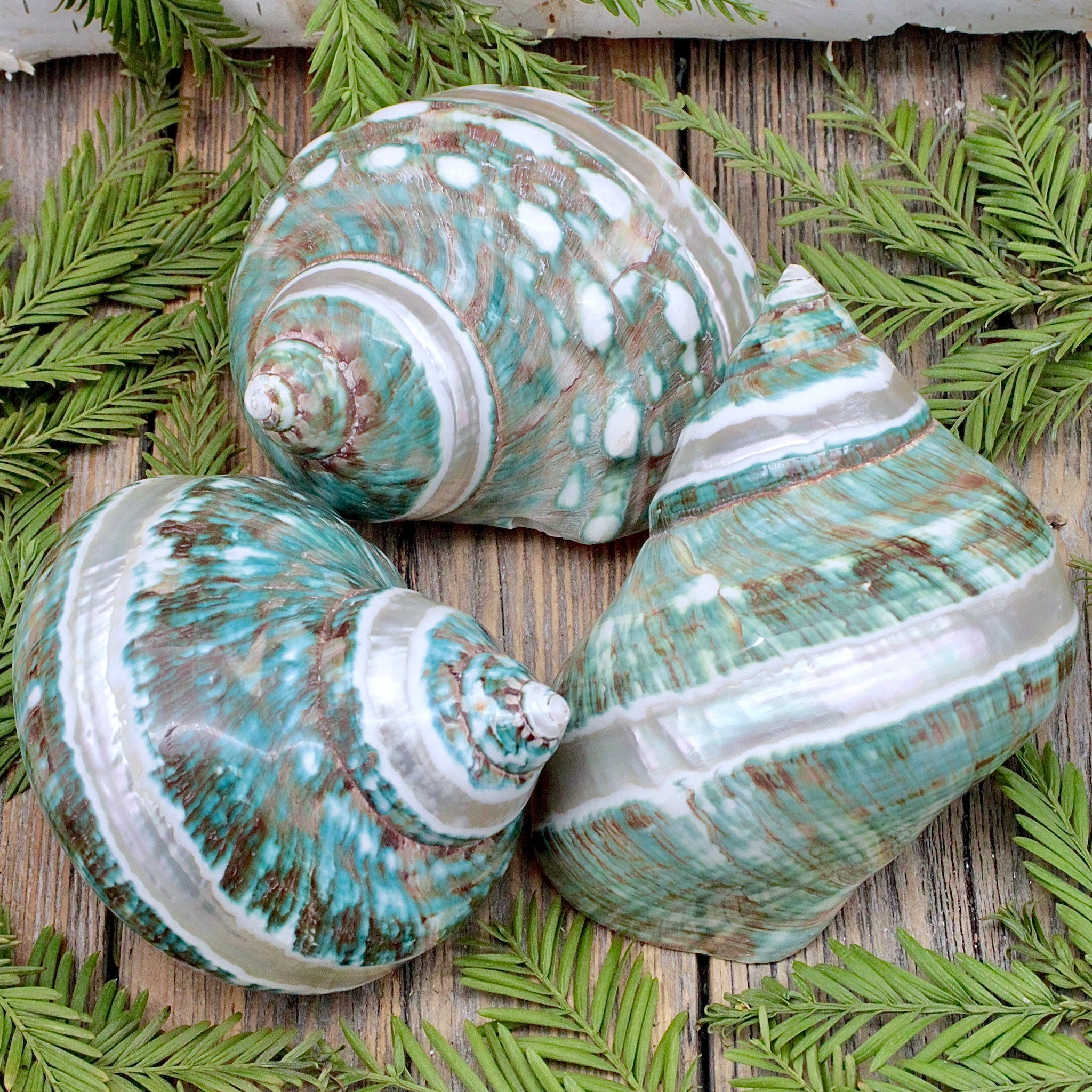 Green Turbo Shell – RockMama.com