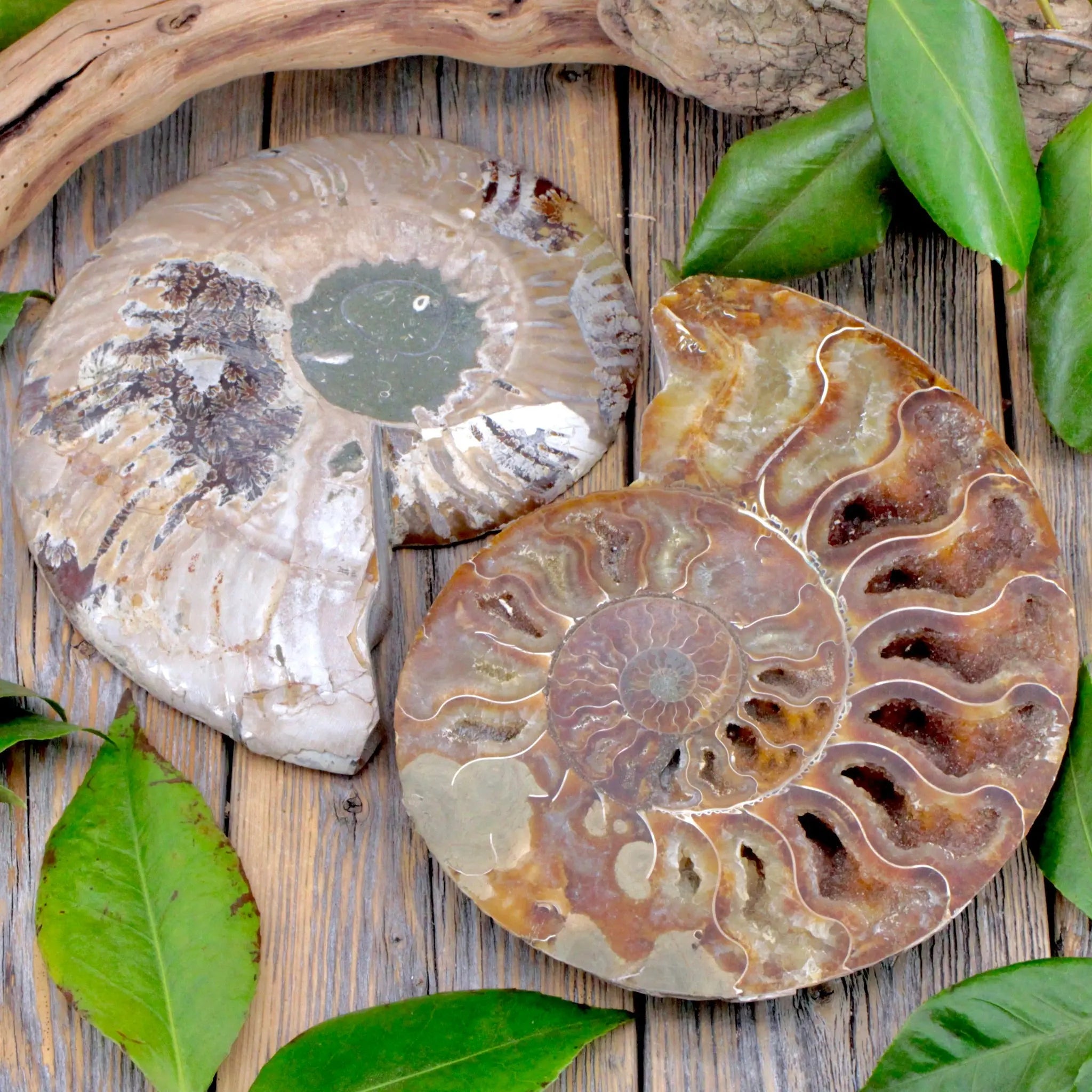 Ammonite Pair – RockMama.com