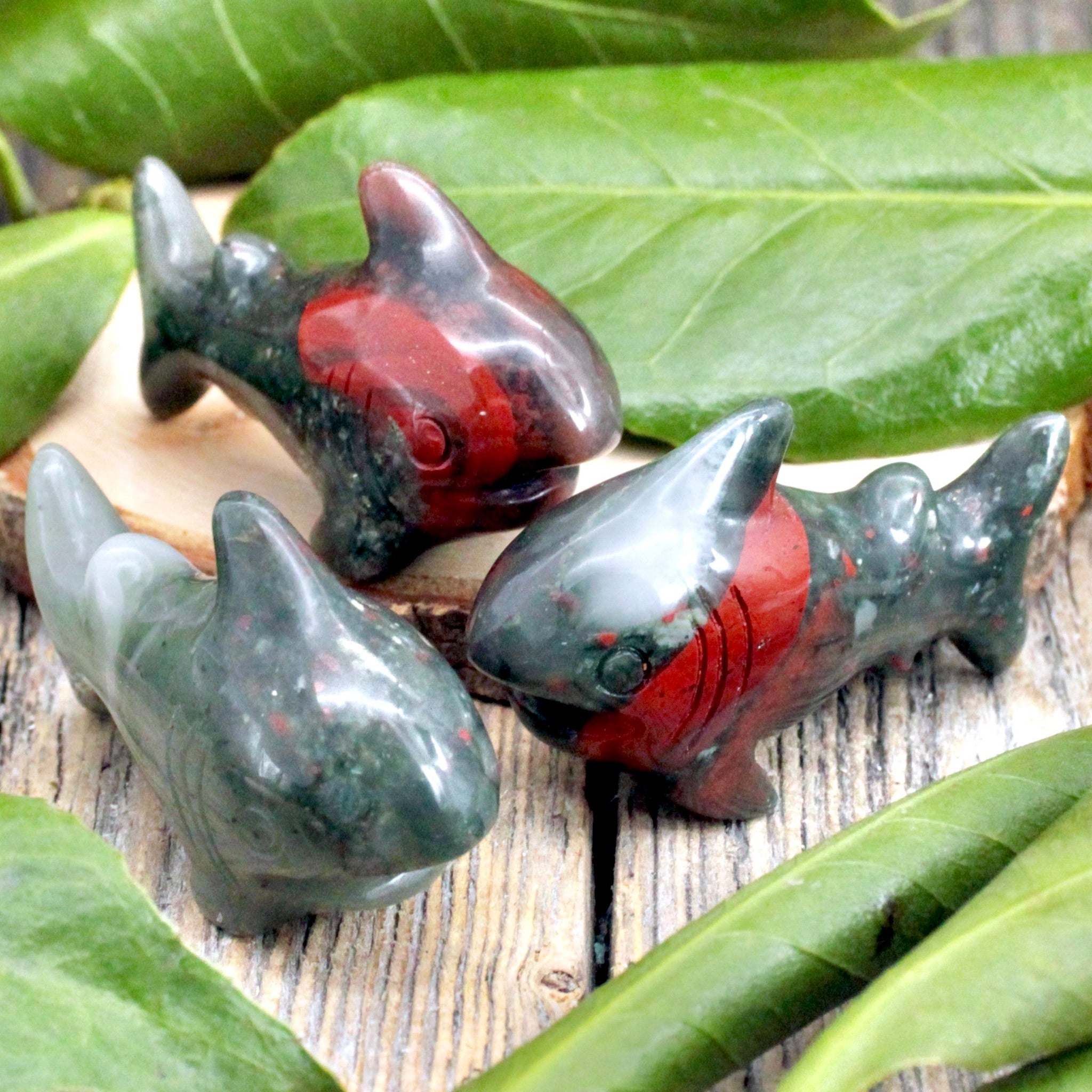 Bloodstone Shark – RockMama.com