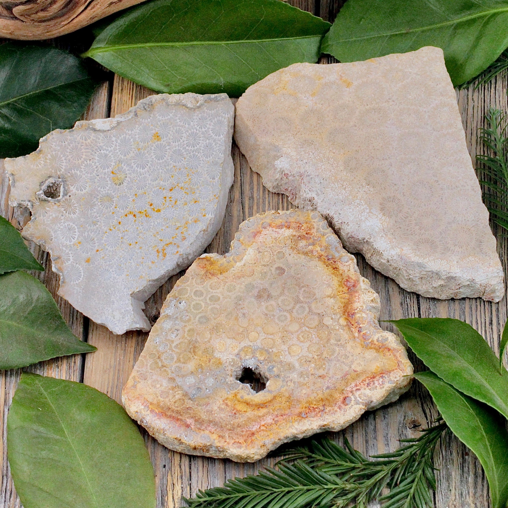 Fossil Coral Slab – RockMama.com