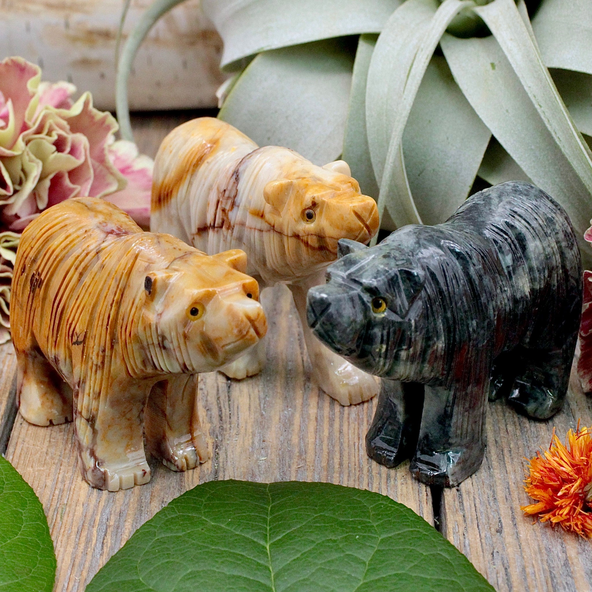 Jasper Bear – RockMama.com