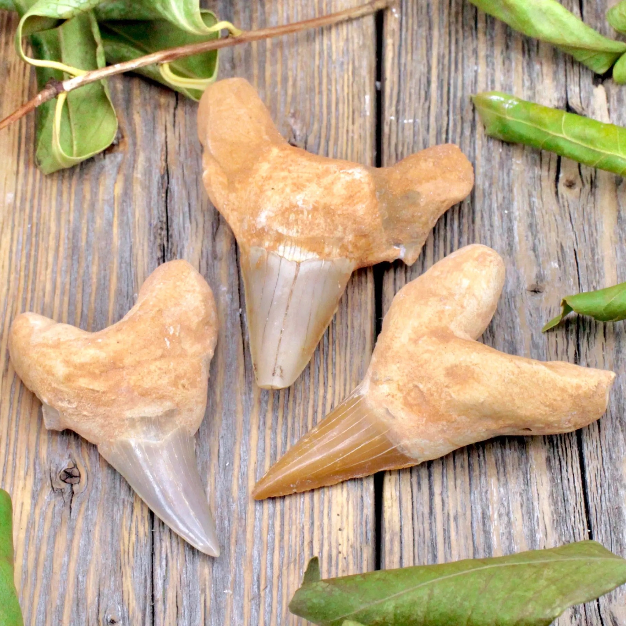 Shark Tooth - Large – RockMama.com